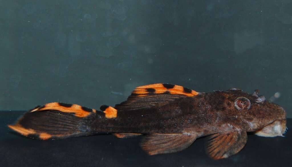 L190 Royal Pleco (Panaque Nigrolineatus) – Pier Aquatics