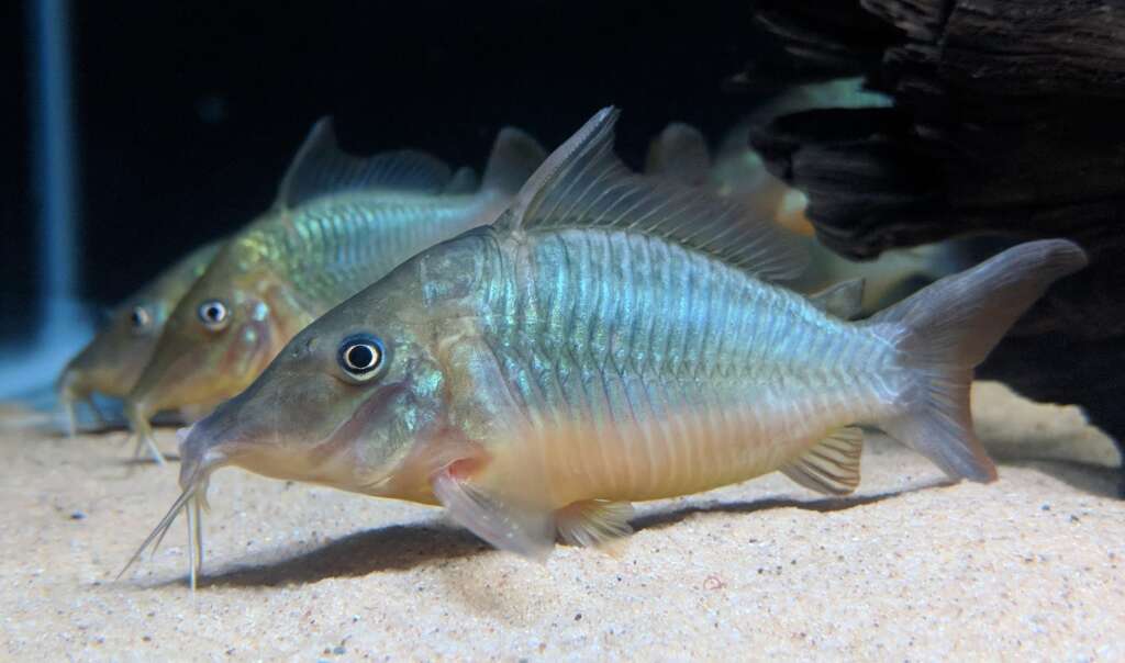 multiradiatus – Pier Aquatics