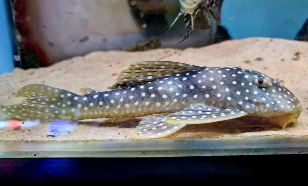 L Numbers (Pleco’s) – Page 3 – Pier Aquatics