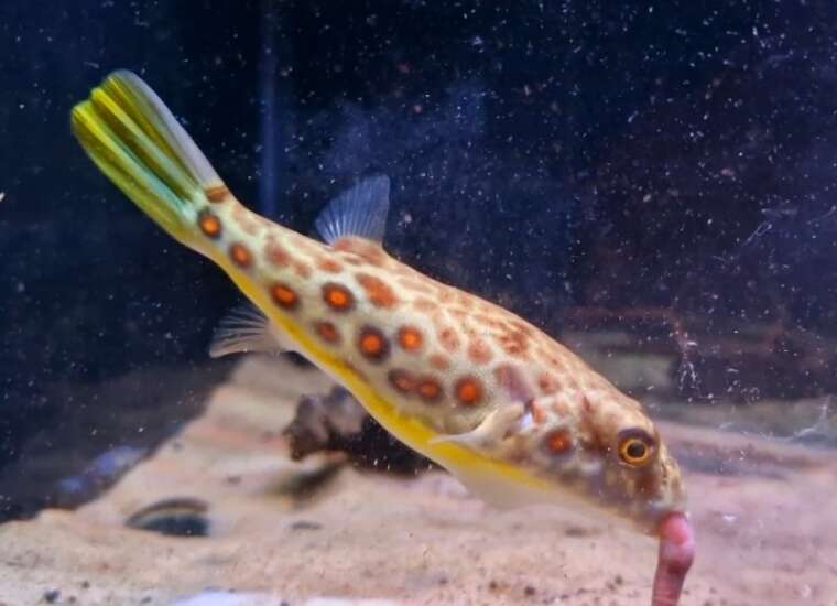 Predatory Fish – Pier Aquatics